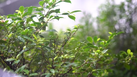 Refreshing sight of raindrops falling on... | Stock Video | Pond5