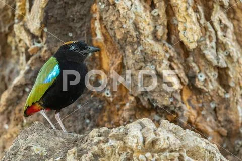 Regenbogenpitta, Regenbogen-Pitta (Pitta iris), sitzt an einem ...