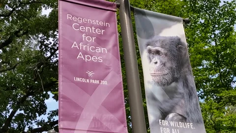 Regenstein Center for African Apes Signa... | Stock Video | Pond5
