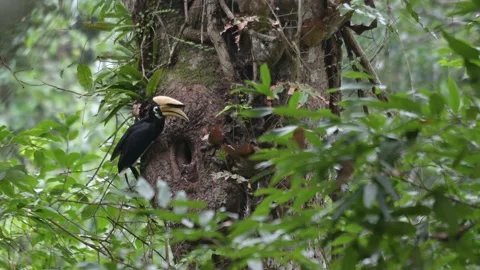 Regurgitating food items to feed the in... | Stock Video | Pond5