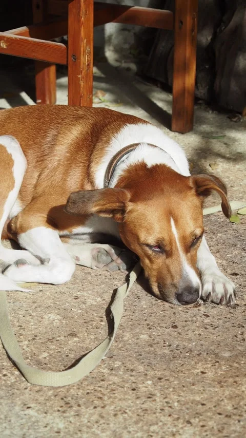 Hot Dog Rest Stock Videos – Royalty-Free HD & 4K Videos