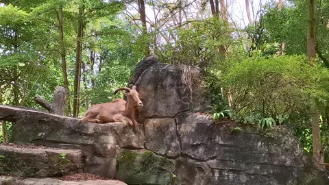 Relaxed Markhor Goat Resting on Rocky Ou... | Stock Video | Pond5