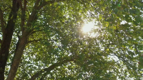 Relaxing scenic shot of sun rays shining... | Stock Video | Pond5