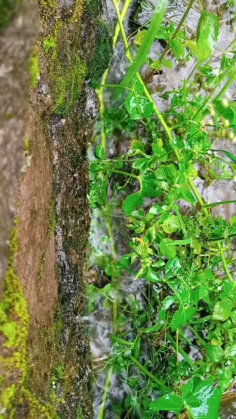 Sounfing Videos Stock Videos – Royalty-Free HD & 4K Videos