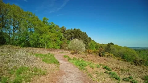 Relaxing Walk through Green Forest Lands... | Stock Video | Pond5