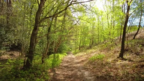 Relaxing Walk through Green Forest Lands... | Stock Video | Pond5
