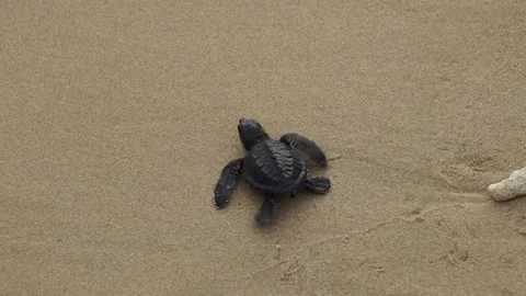 Video Release From Stock Videos – Royalty-Free HD & 4K Videos | Pond5