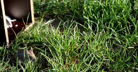 Live Mouse Videos Stock Videos – Royalty-Free HD & 4K Videos | Pond5