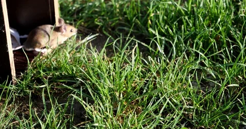 Release Live Stock Videos – Royalty-Free HD & 4K Videos