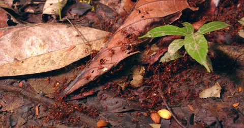 Red Ants Moving Stock Videos – Royalty-Free HD & 4K Videos | Pond5