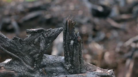 Forest Wildfires Background Stock Videos – Royalty-Free HD & 4K Videos ...