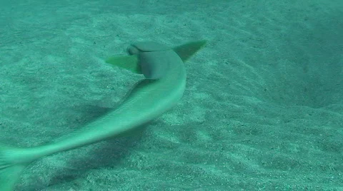 Remora Stock Video Footage | Royalty Free Remora Videos | Pond5