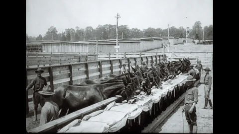 Remount Depot Of The US Cavalry At Camp ... | Stock Video | Pond5