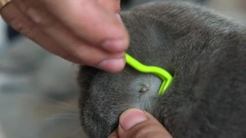 Removing a tick from cat skin. Veterinar... | Stock Video | Pond5