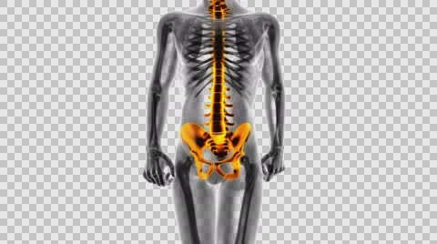 rendered in PNG with ALPHA human bones r... | Stock Video | Pond5