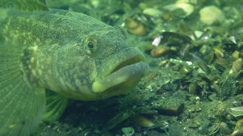 Reproduction Stock Video Footage | Royalty Free Reproduction Videos | Pond5