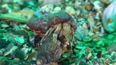 Hermit Crabs Mating