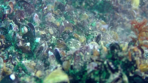 Reproduction of Mussel (Mytilus sp.), Mo... | Stock Video | Pond5