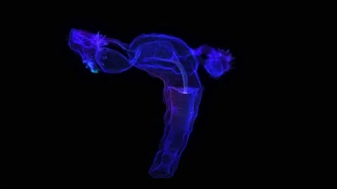Reproductive System Female with motion a... | Stock Video | Pond5