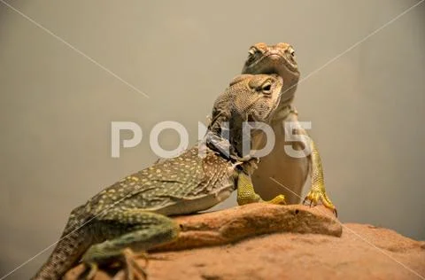 Reptilian lizard animal fauna in a tropical ecosystem ~ Premium Photo ...