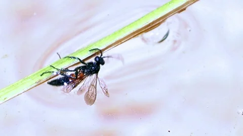 The rescue of drowning insects using ste... | Stock Video | Pond5