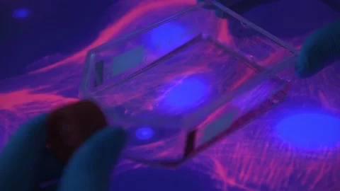 Stem Image Stock Videos – Royalty-Free HD & 4K Videos | Pond5