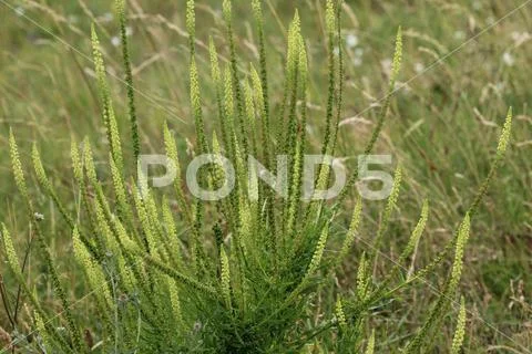 Reseda luteola, known as dyer's rocket, dyer's weed, weld, woold, and ...