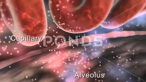 Respiratory system Alveoli.Pulmonary alveolus, plural pulmonary alveoli ...