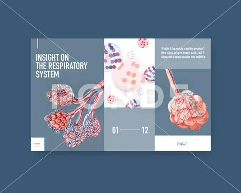 Respiratory system design for website template with Human Anatomy of ...