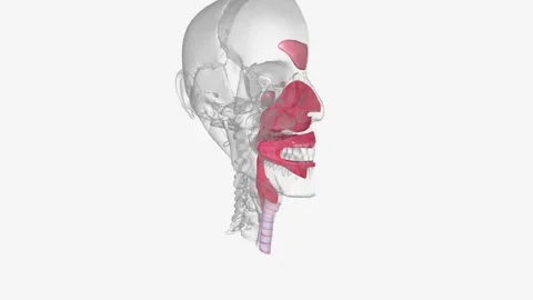 The respiratory system includes the nose... | Stock Video | Pond5