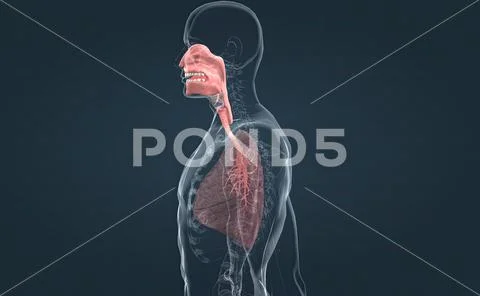 The respiratory system is the network of organs and tissues that help ...
