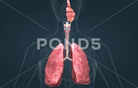 The respiratory system is the network of organs and tissues that help ...