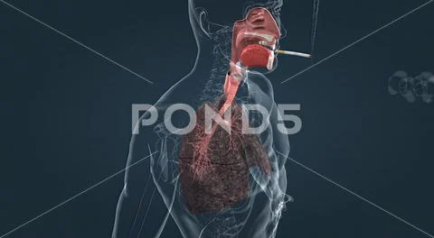 The respiratory system is the network of organs and tissues that help ...