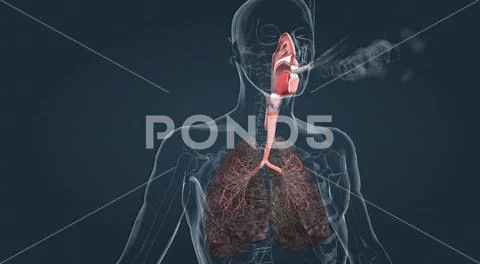 The respiratory system is the network of organs and tissues that help ...