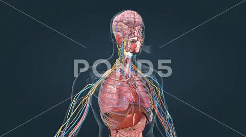 The respiratory system is the network of organs and tissues that help ...