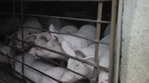 Overcrowded Stock Footage ~ Royalty Free Stock Videos | Page 8