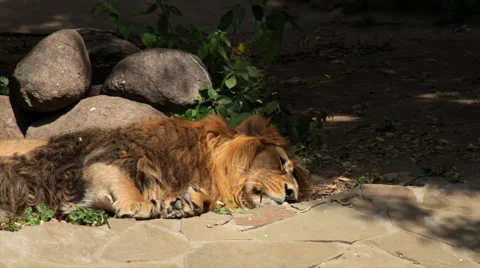 The Sleeping Lion Stock Videos – Royalty-Free HD & 4K Videos