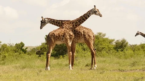 Giraffe Mating Stock Videos – Royalty-Free HD & 4K Videos | Pond5