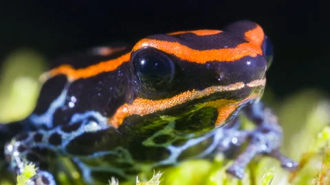 Reticulated Poison Frog (Ranitomeya vent... | Stock Video | Pond5