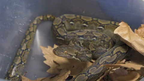 Python Opens Mouth Stock Video Footage | Royalty Free Python Opens ...