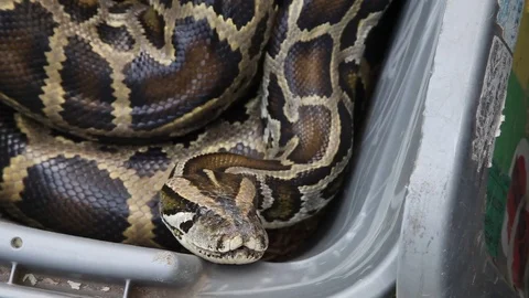 Reticulated Python | Stock Video | Pond5
