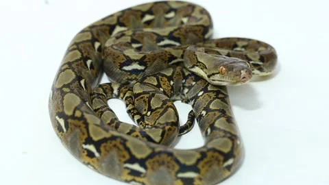 Reticulated Python Malayopython reticula... | Stock Video | Pond5