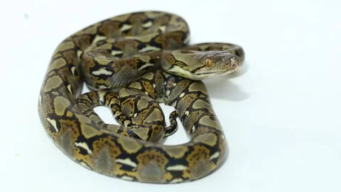 Reticulated Python Malayopython reticula... | Stock Video | Pond5