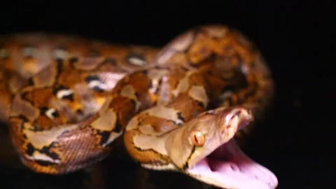 Reticulated Python Malayopython reticula... | Stock Video | Pond5