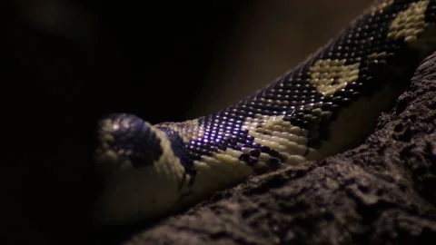 Reticulated python snake crawling - Pyth... | Stock Video | Pond5