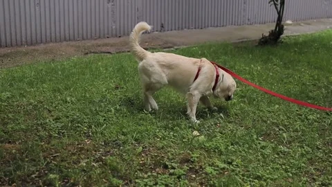 Poop On Others Stock Videos – Royalty-Free HD & 4K Videos | Pond5