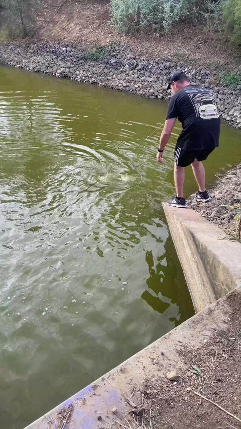 Messy Thhe Fish Stock Videos – Royalty-Free HD & 4K Videos | Pond5