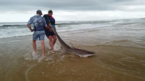 Returning caught shark back to the ocean | Stock Video | Pond5