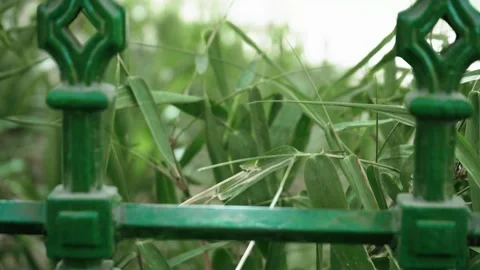 Revealing through gate, green cinematic ... | Stock Video | Pond5