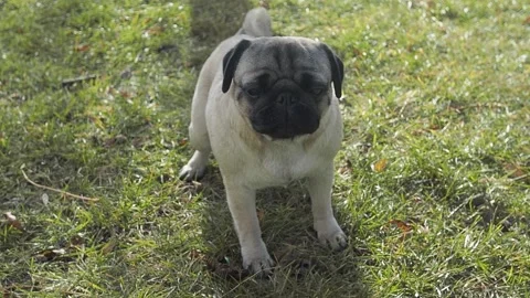 Dog Sneezing Stock Videos – Royalty-Free HD & 4K Videos